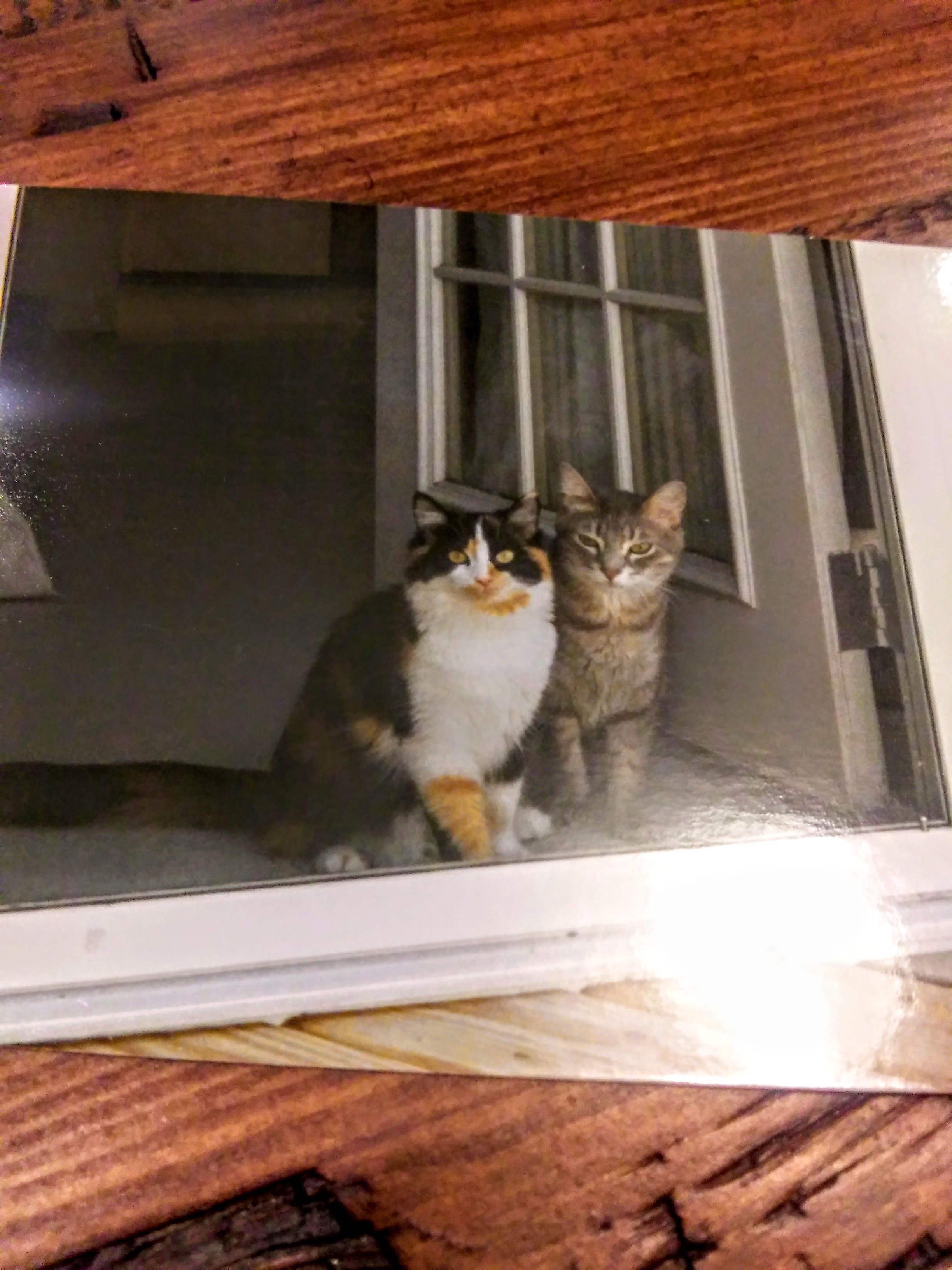 A Cat’s Enduring Love: Sebastian and a Nightmare Averted | Quis ut Deus?